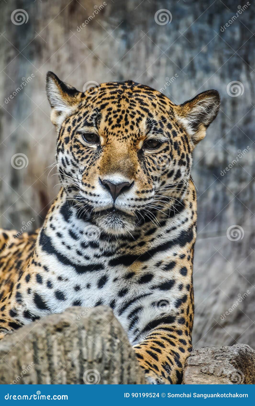 638 Lying Down Leopard Photos - Free & Royalty-Free Stock Photos from ...