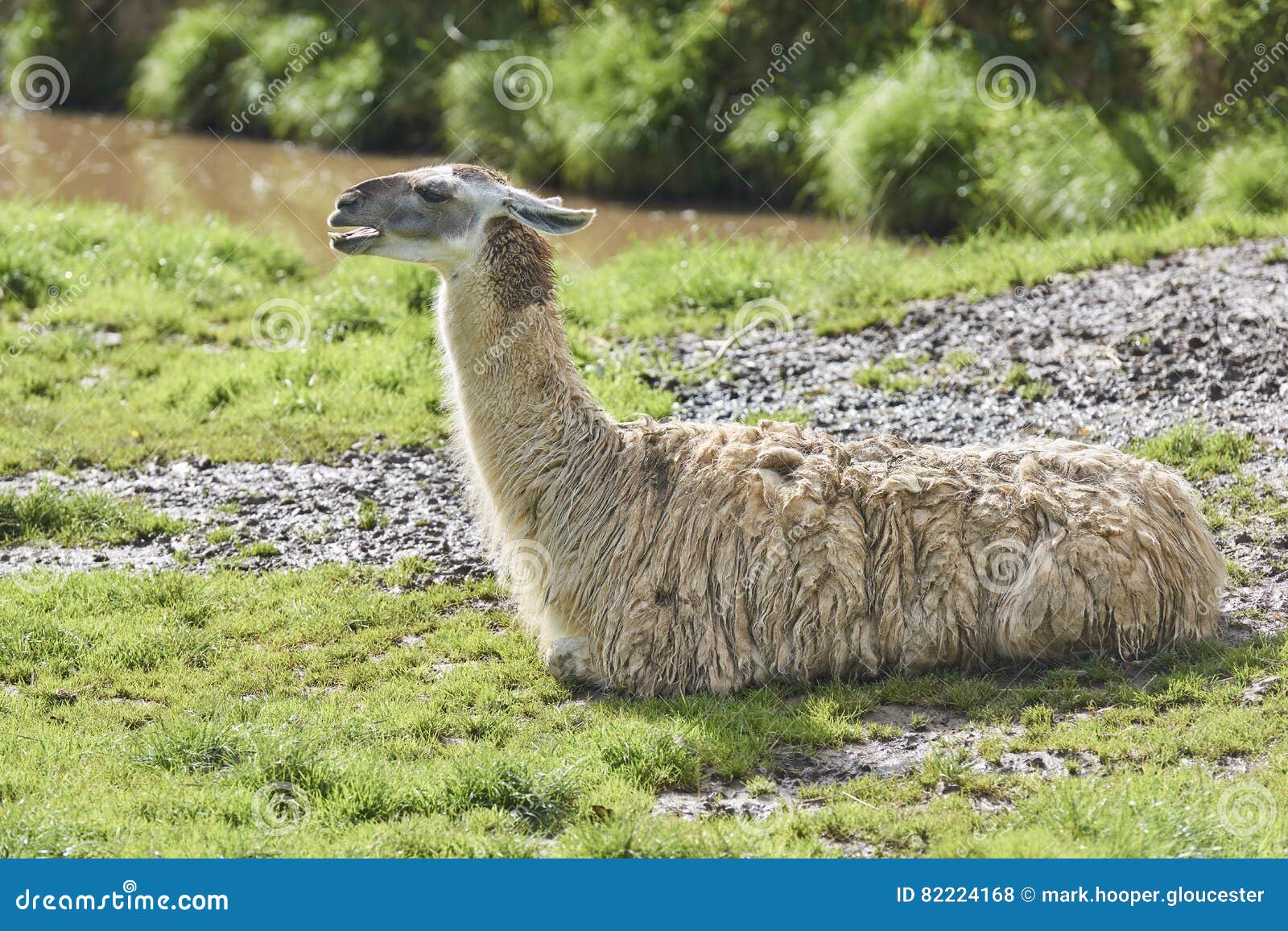 Lying down Llama Calling stock photo. Image of llama - 82224168