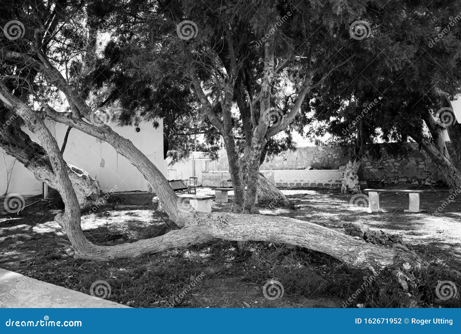 Lying down tree trunk stock photo. Image of greece, island - 162671952