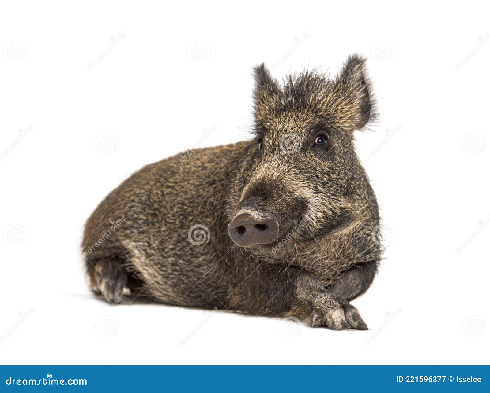 Lying Down Wild Boar, Isolated Stock Image - Image of background ...