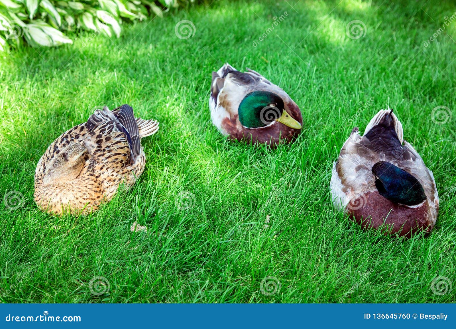 The Lying a Ducks are Sleeping. Stock Photo - Image of mallard, outdoor ...