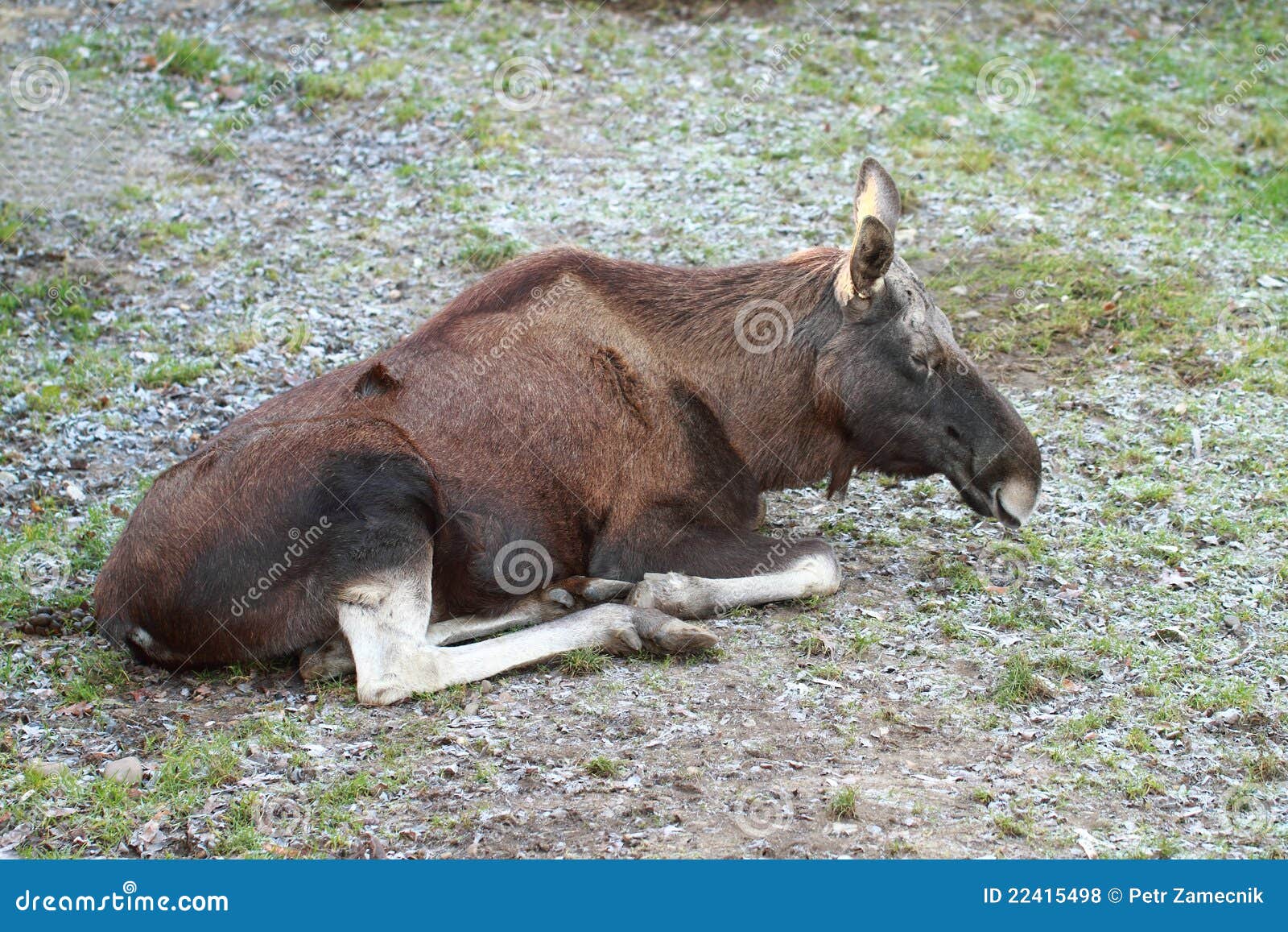 Lying elk stock photo. Image of animal, brown, mammal - 22415498