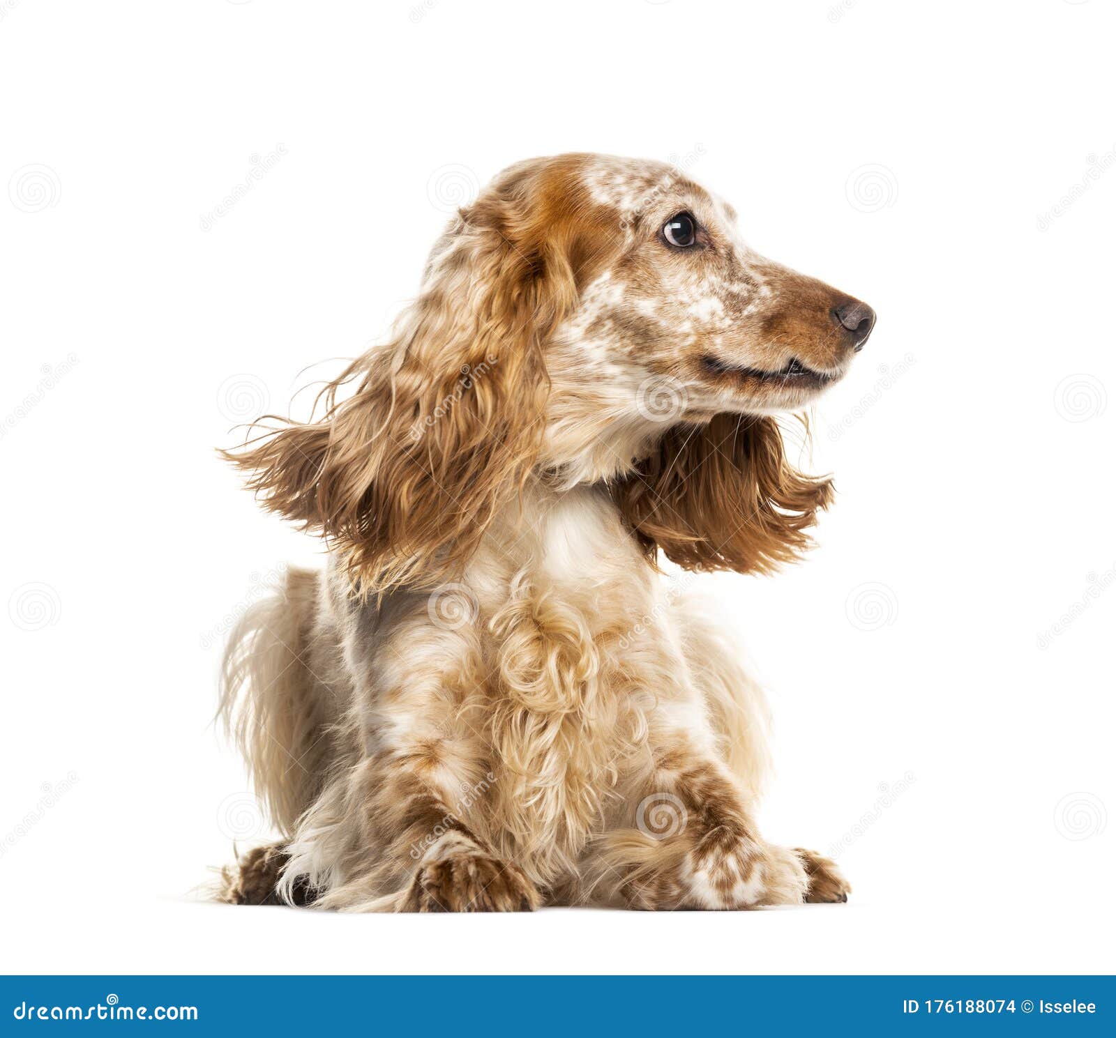 Lying English Cocker Spaniel, Looking Away, Stock Photo - Image of ...