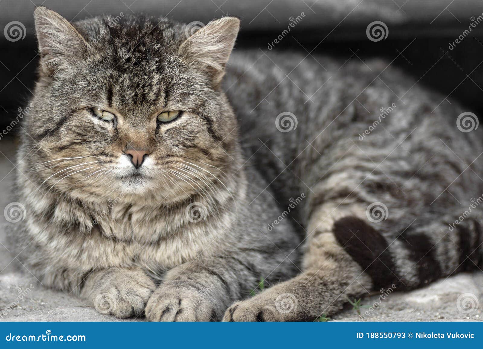 Lying fat tabby cat stock image. Image of face, looking - 188550793