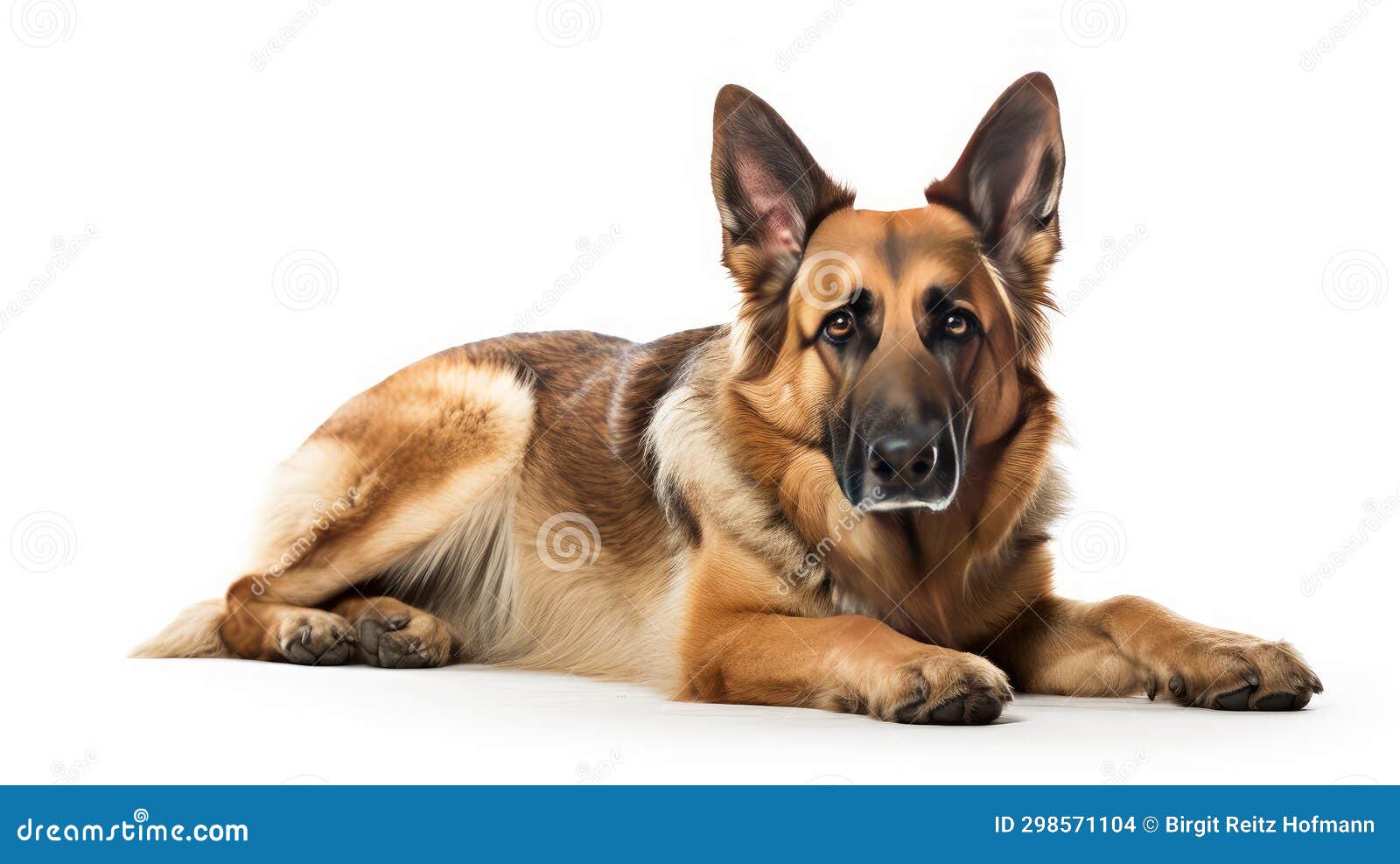 Lying German Shepard Dog_AI Stock Illustration - Illustration of police ...