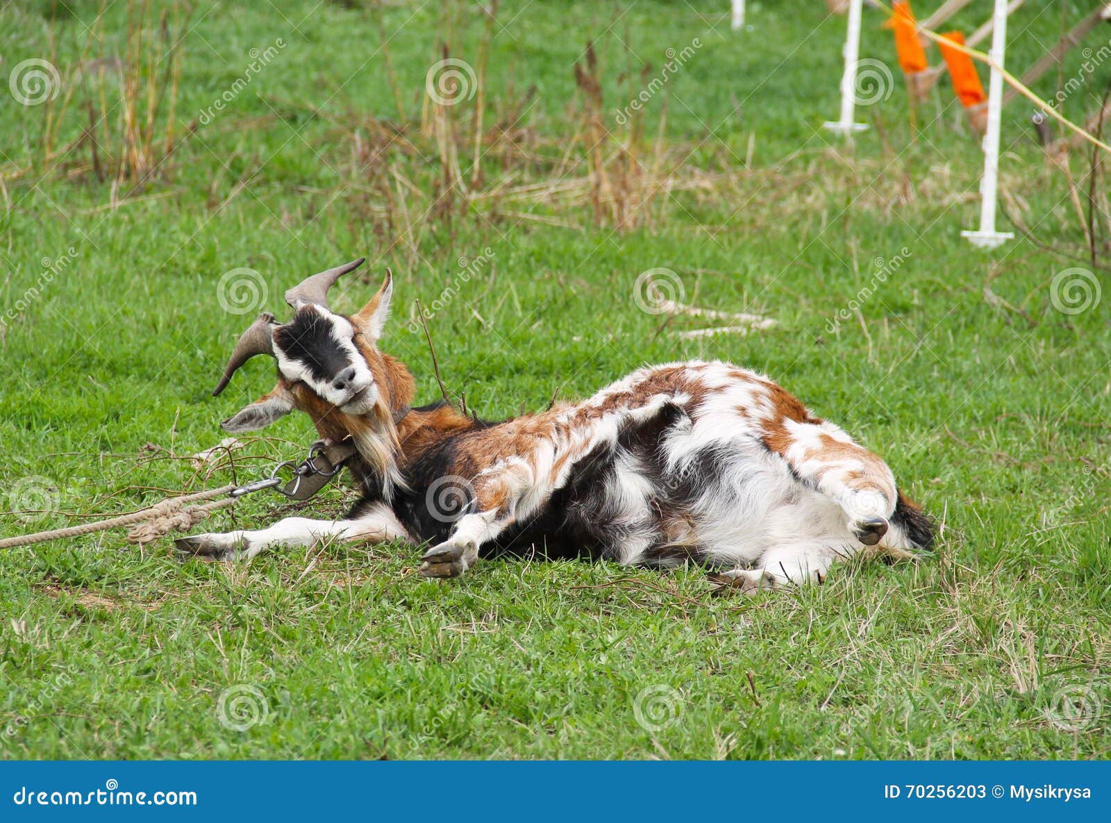 Lying goat stock image. Image of relax, dappled, black - 70256203