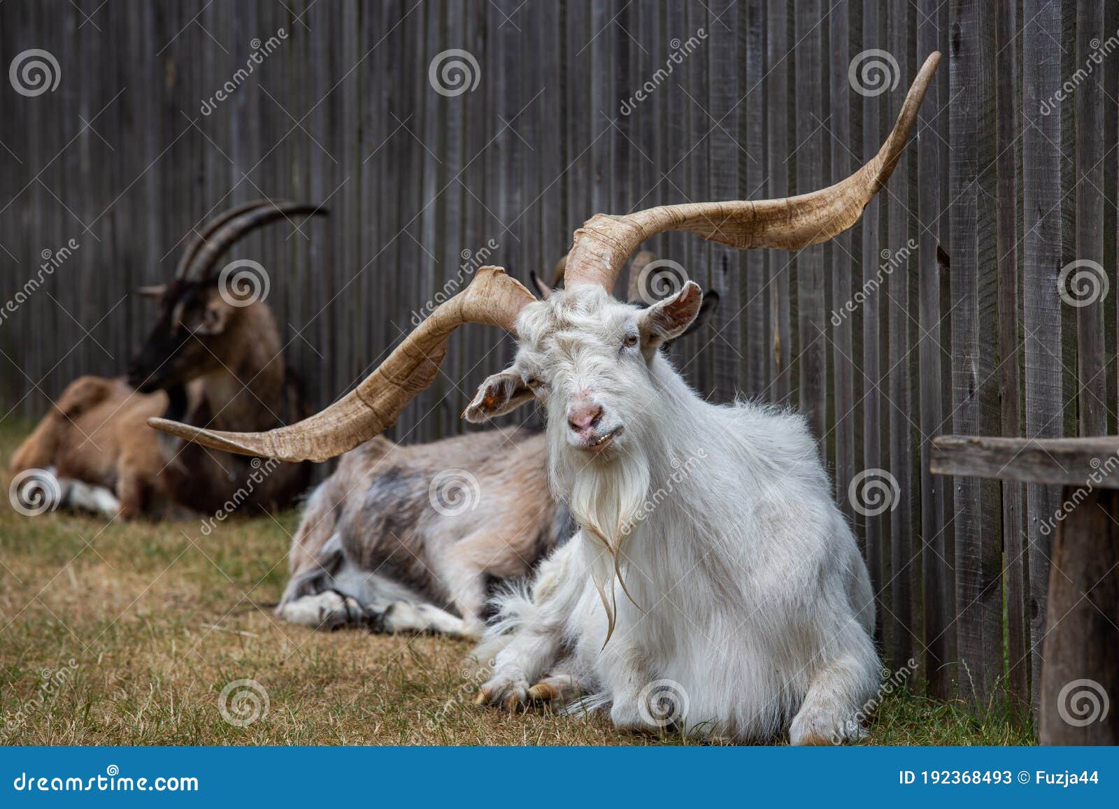 Lying Goat with Huge Horns. Stock Image - Image of young, field: 192368493