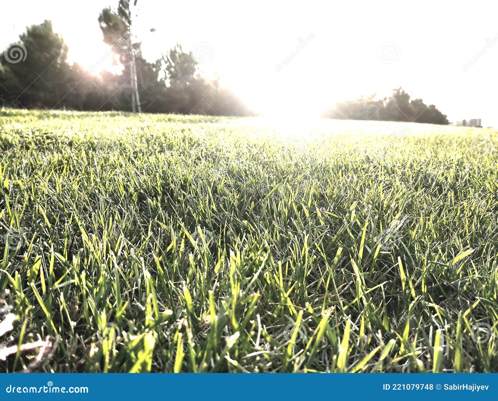 Grass Field Under the Sun Rays Stock Photo - Image of freshness ...
