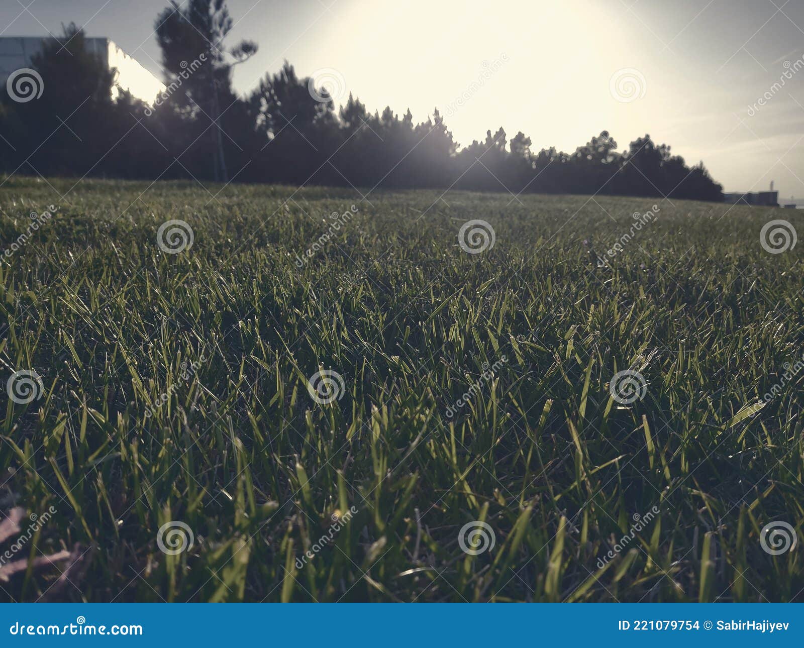 Grass Field Under the Sun Rays Stock Photo - Image of closeup, botany ...