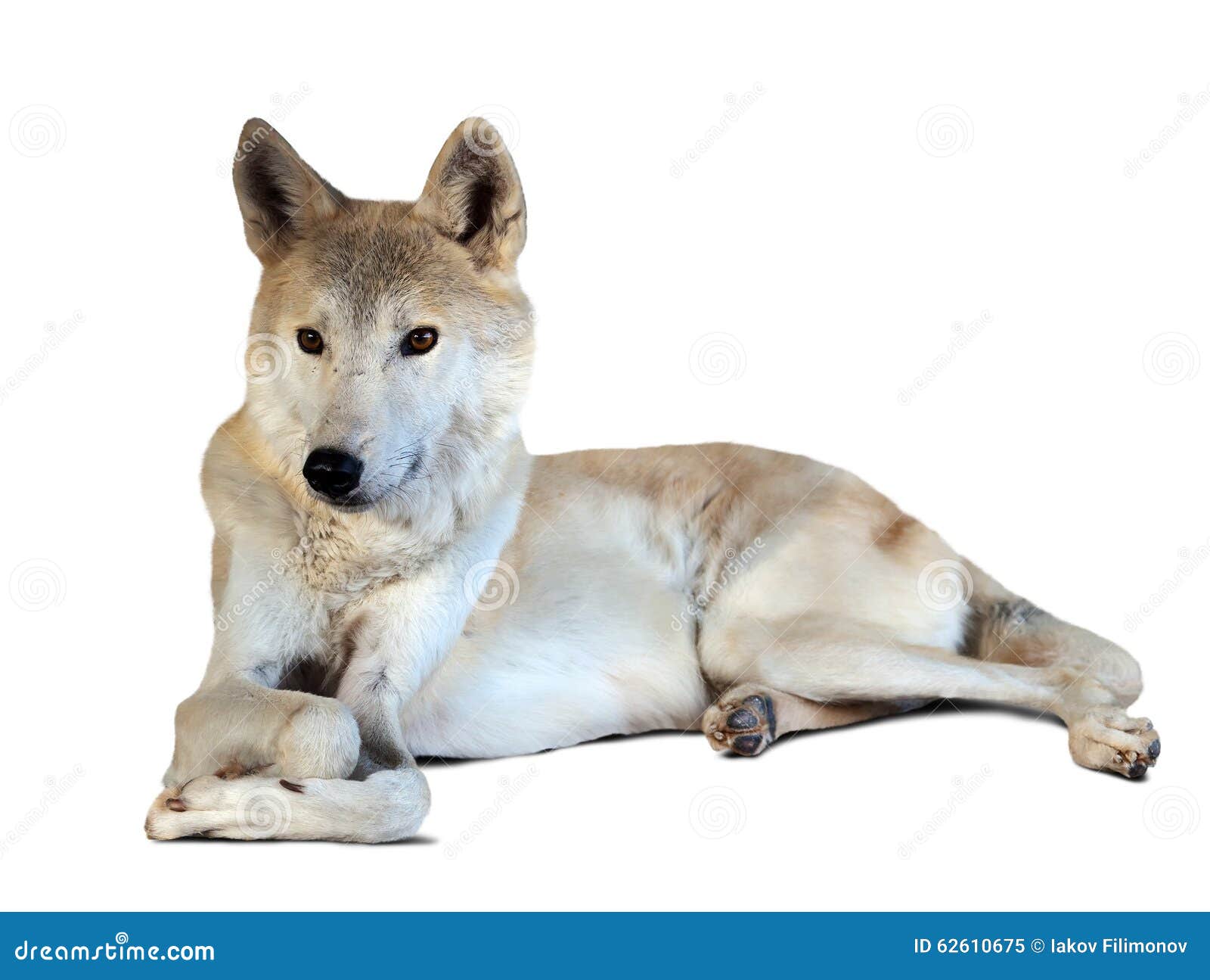 Lying grey wolf over white stock image. Image of canis - 62610675
