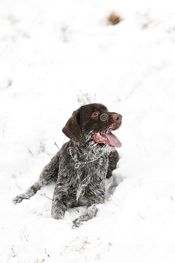 Lying hunting dog stock image. Image of animal, hunting - 21553397