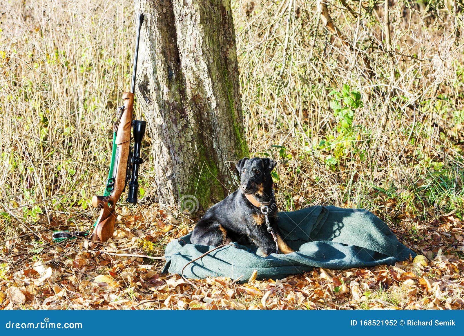 Lying Hunting Dog with a Weapon Stock Photo - Image of rifle, breed ...
