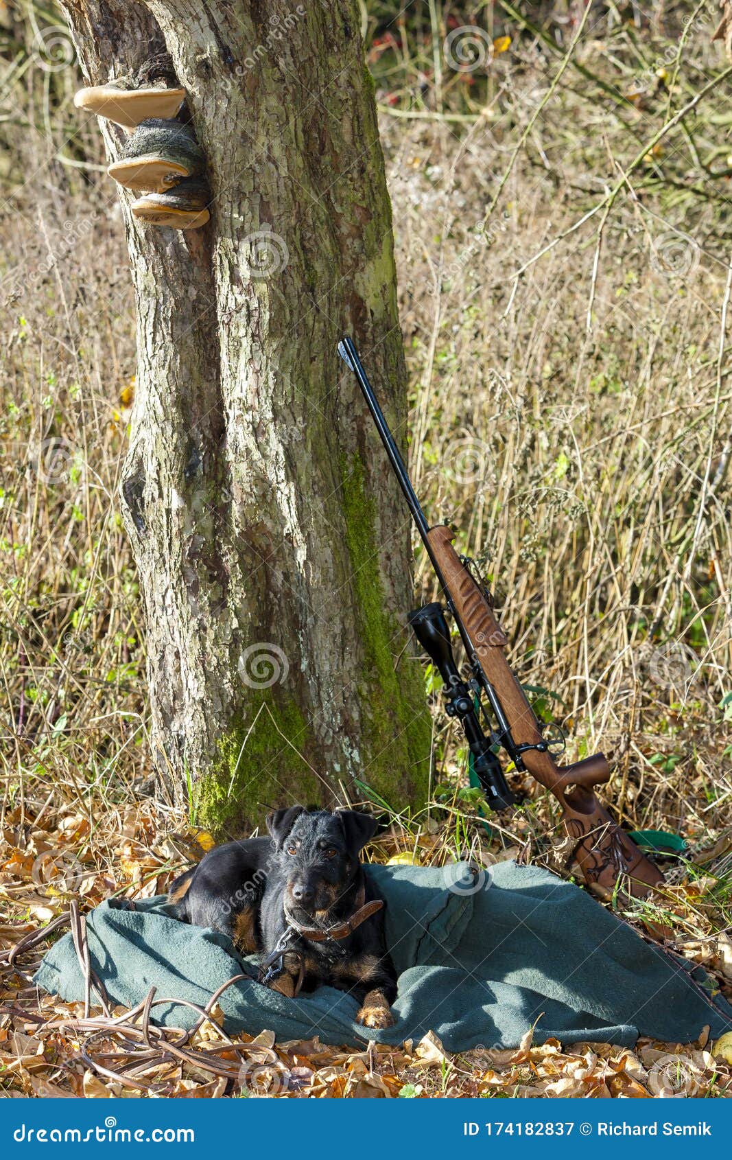Lying Hunting Dog with a Weapon Stock Image - Image of domestic ...