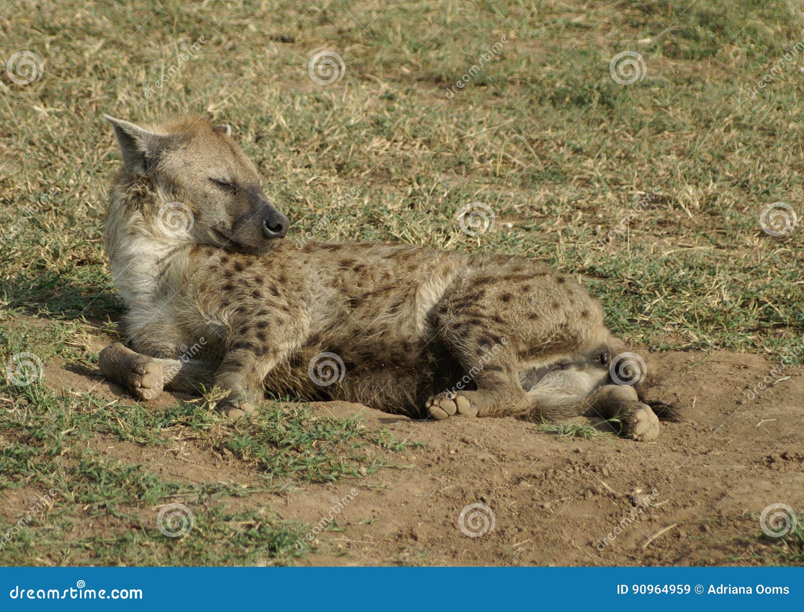 Lying hyena stock image. Image of safari, wildlife, mara - 90964959