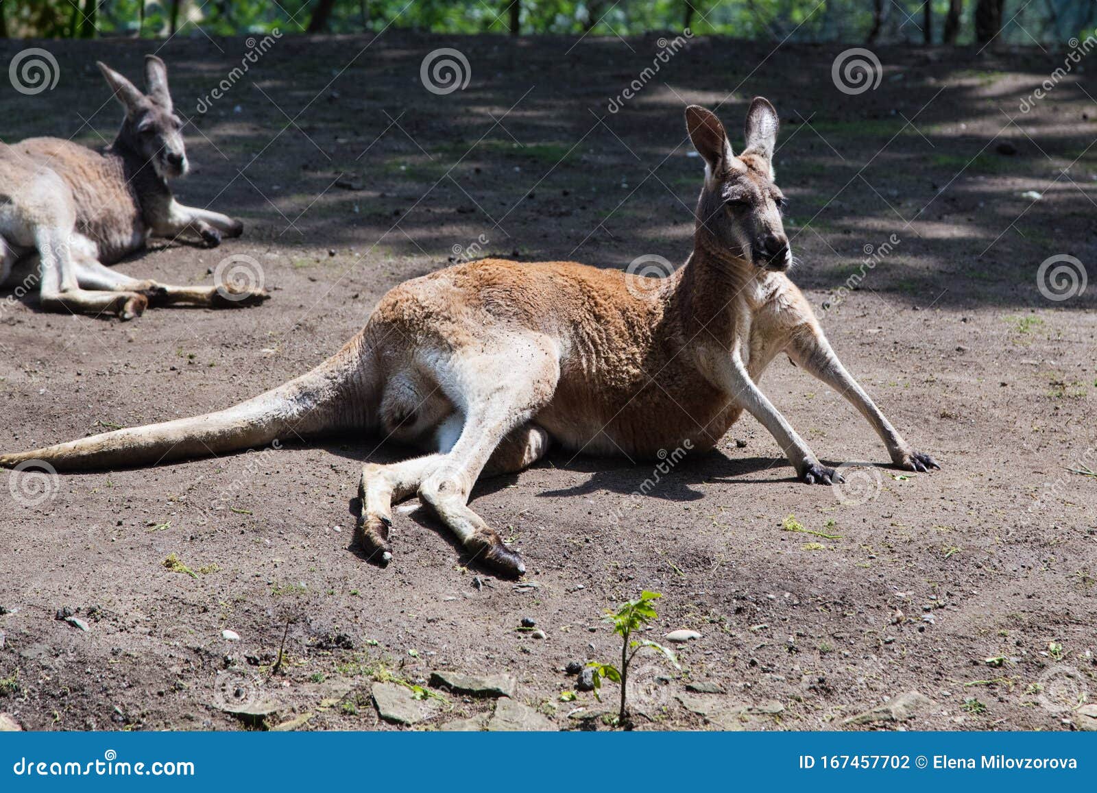 Lying Kangaroo Looking at Camera. Stock Photo - Image of australia ...