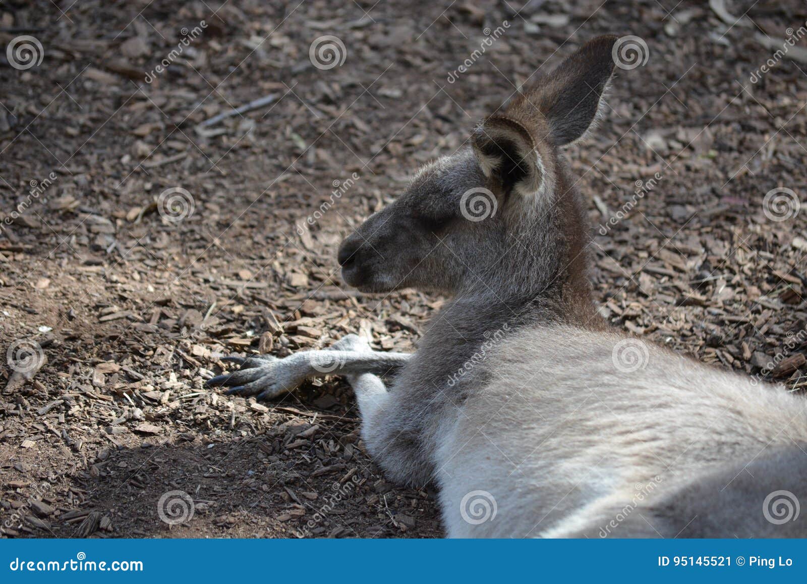 Lying Kangaroo Sunbathing Stock Photos - Free & Royalty-Free Stock ...