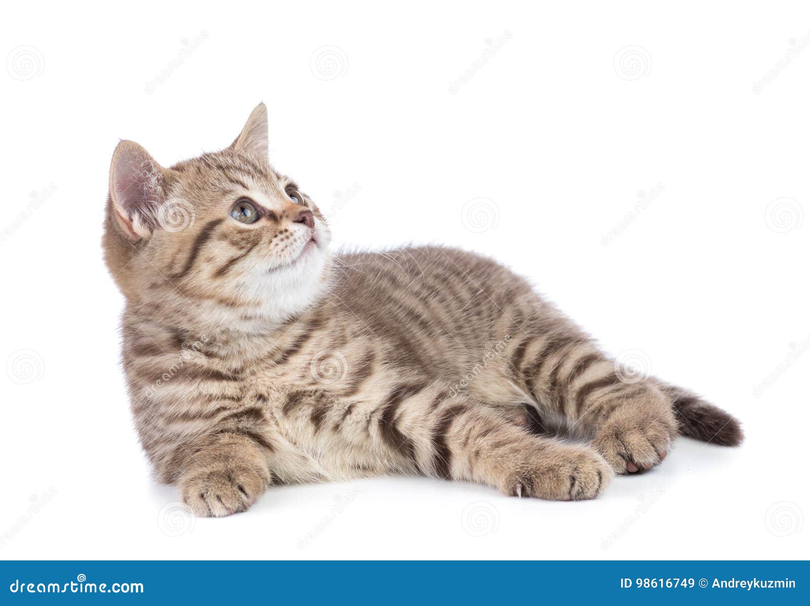 Lying Kitten Cat Side View Isolated Stock Image - Image of pretty ...