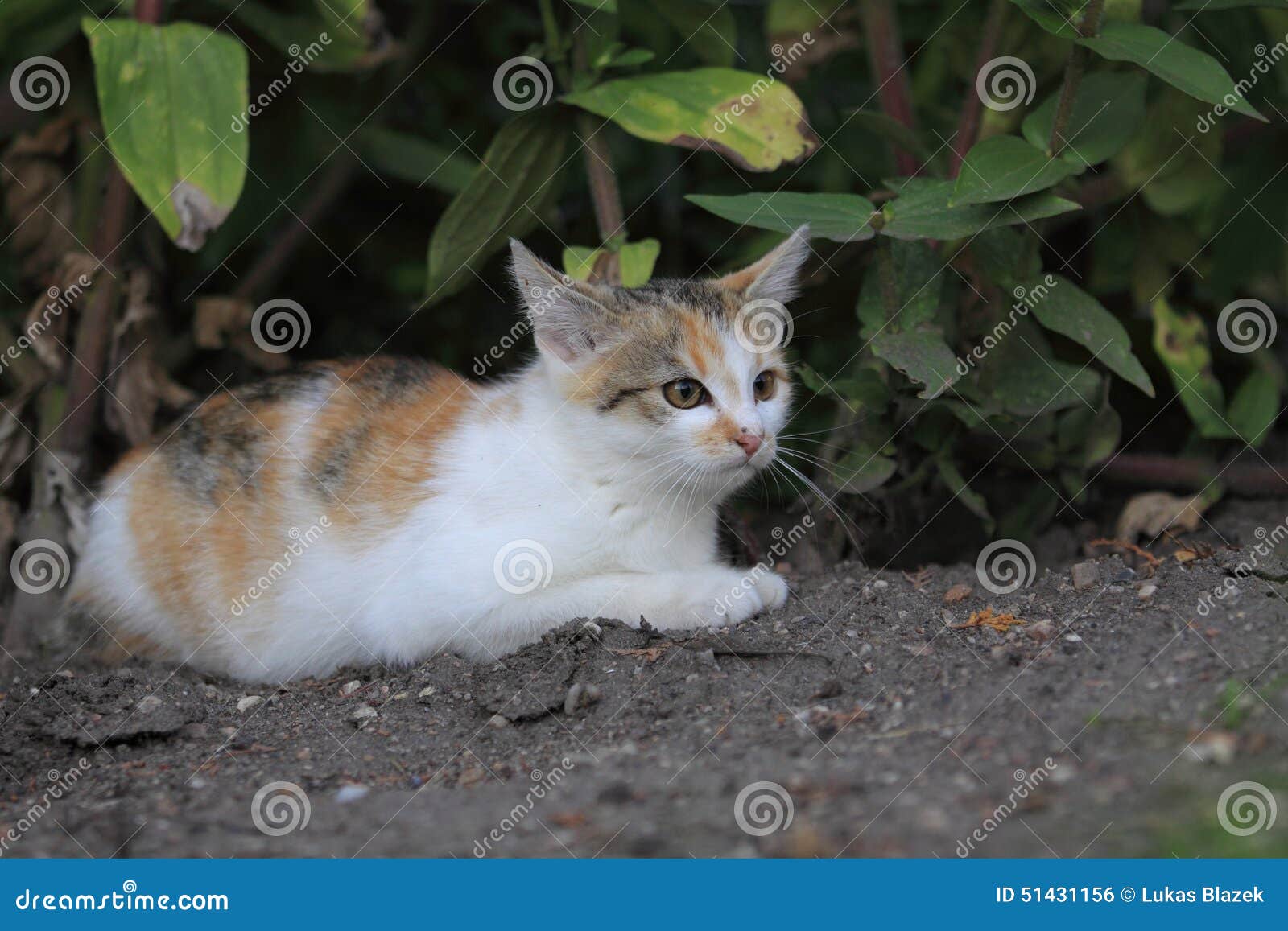 Lying kitten stock photo. Image of relaxing, garden, tortoiseshell ...