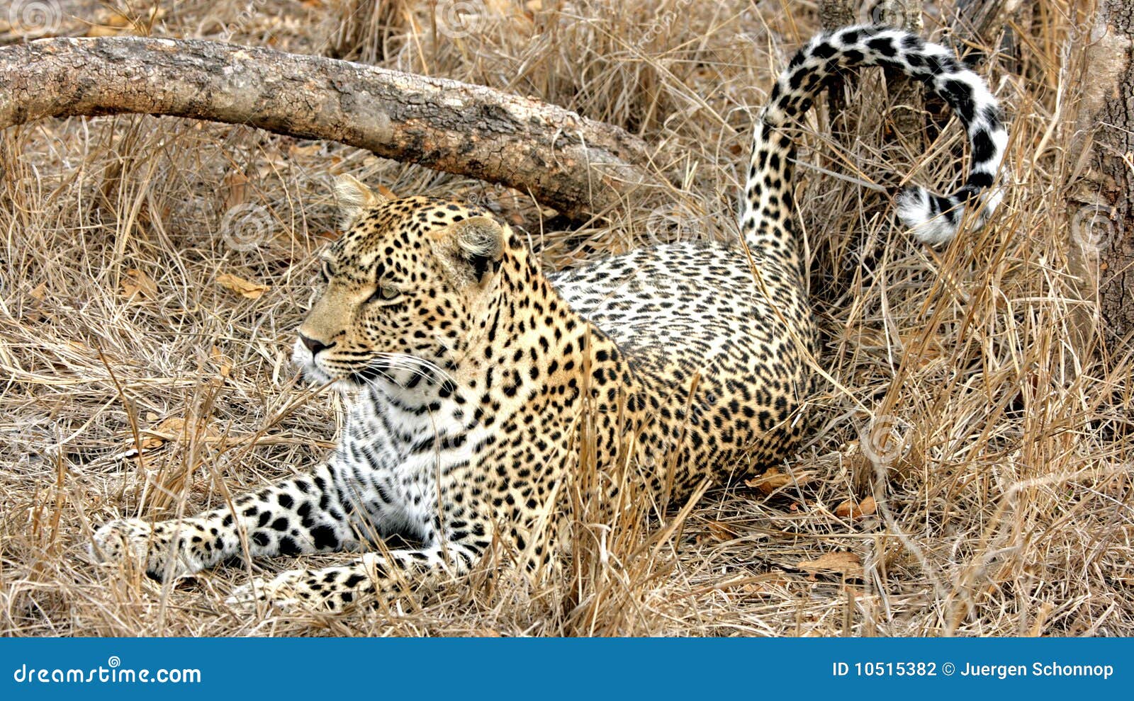 Lying Leopard stock photo. Image of lodge, pardus, sabi - 10515382