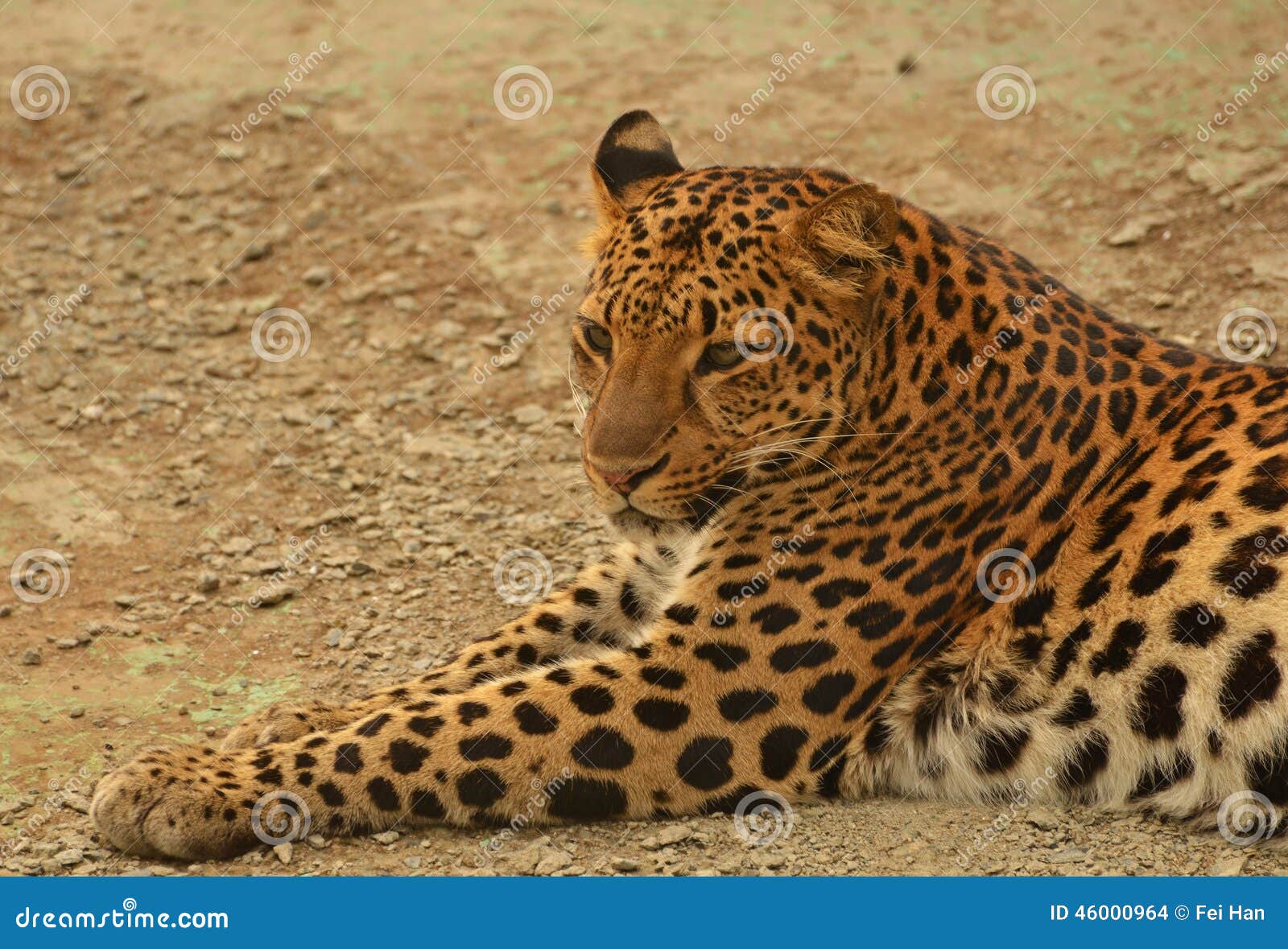 Lying leopard stock photo. Image of animal, view, ground - 46000964