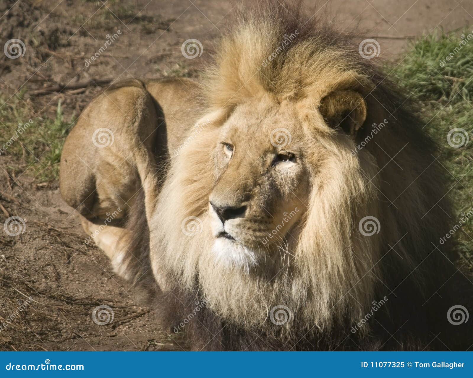 Lying Lion stock image. Image of wild, fierce, lions - 11077325