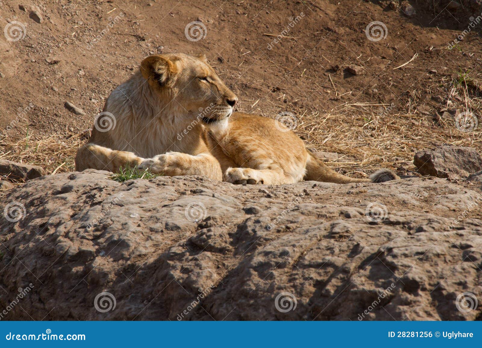 Lying lion stock photo. Image of yellow, botswana, young - 28281256