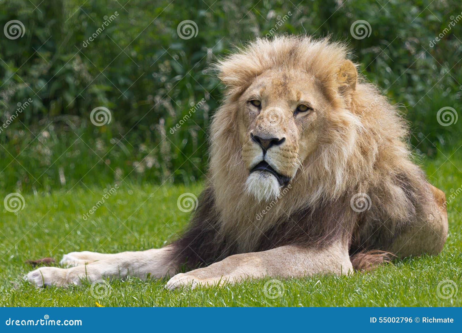 Lying Lion stock photo. Image of park, lying, grass, daytime - 55002796