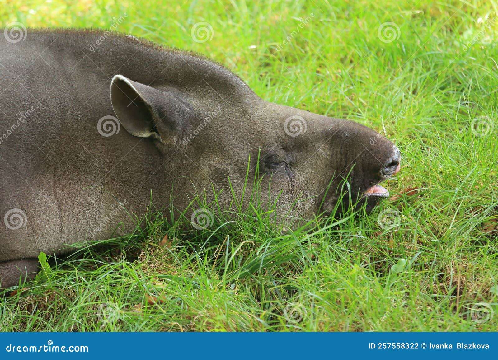 Lowland Tapir, Tapirus Terrestris, Pair Mating Stock Image ...