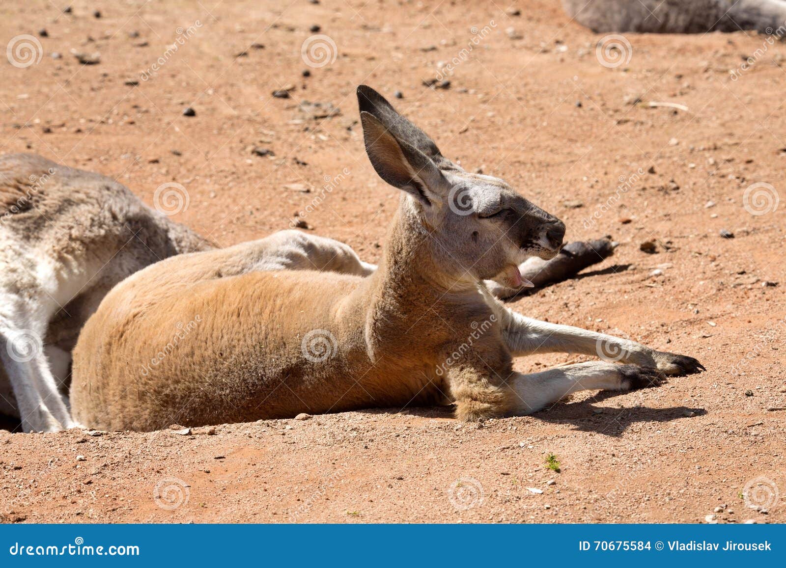 Lying Male Red Kangaroo, Megaleia Rufa Stock Photo - Image of landscape ...