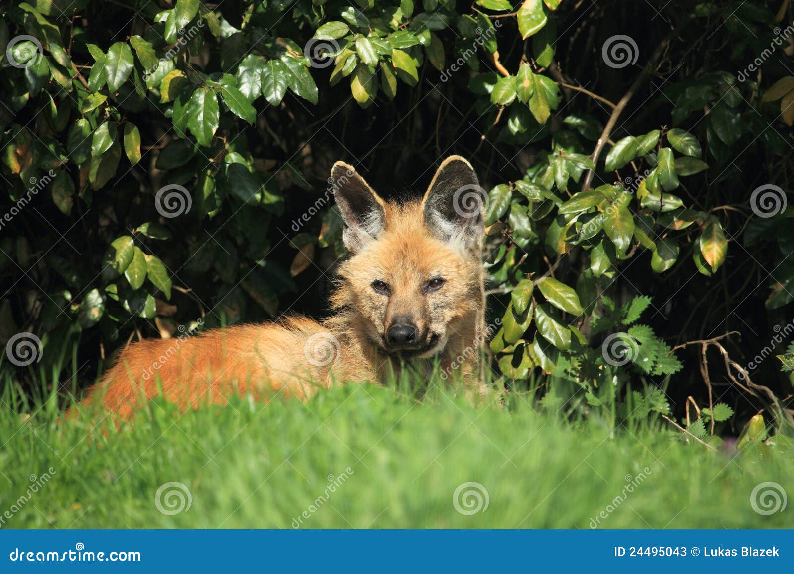 Lying maned wolf stock image. Image of nature, chrysocyon - 24495043