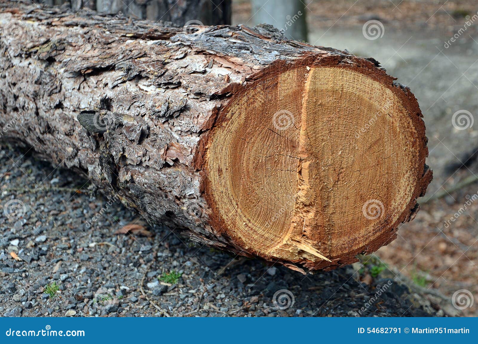 Lying Old Tree Trunk Cut in Forest Stock Image - Image of nature, bark ...