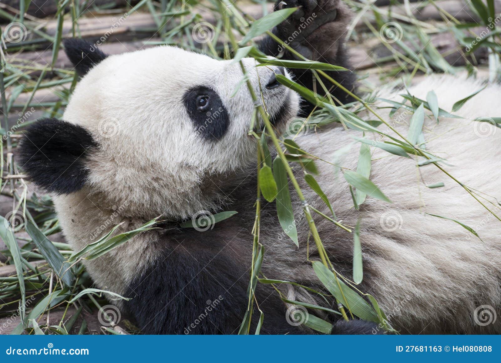 Lying panda (Giant Panda) stock image. Image of china - 27681163