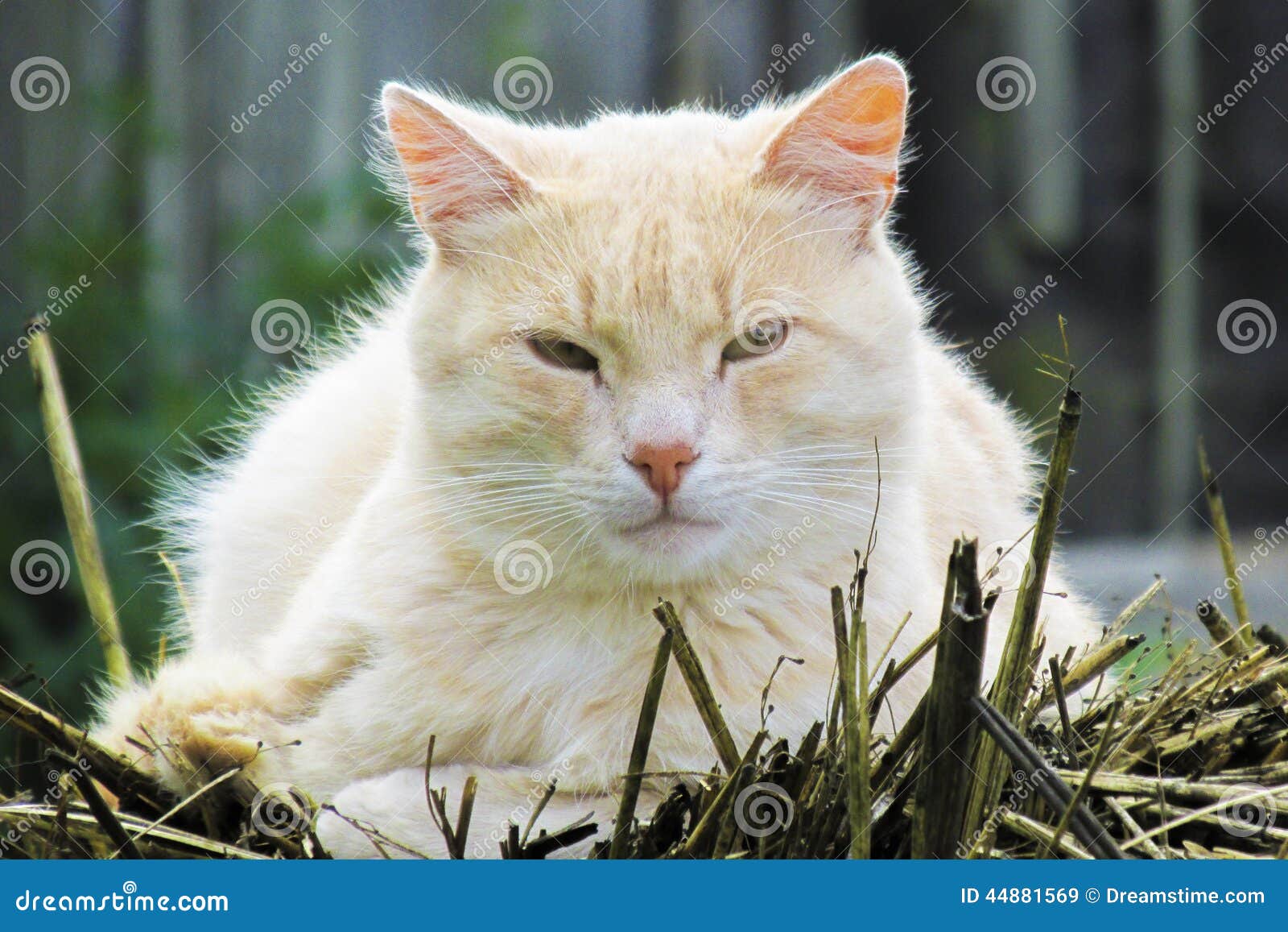 Lying Peach Colored Cat Stock Photos - Free & Royalty-Free Stock Photos ...