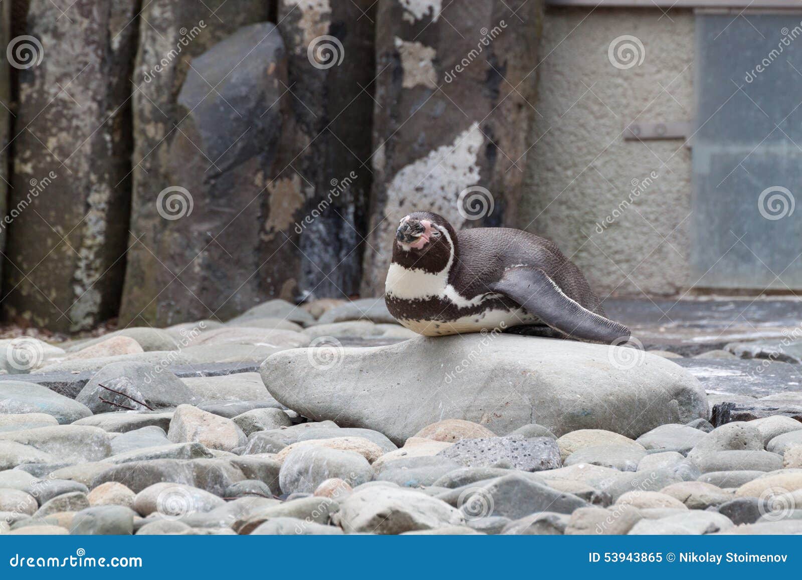 Lying penguin stock image. Image of head, beak, nature - 53943865