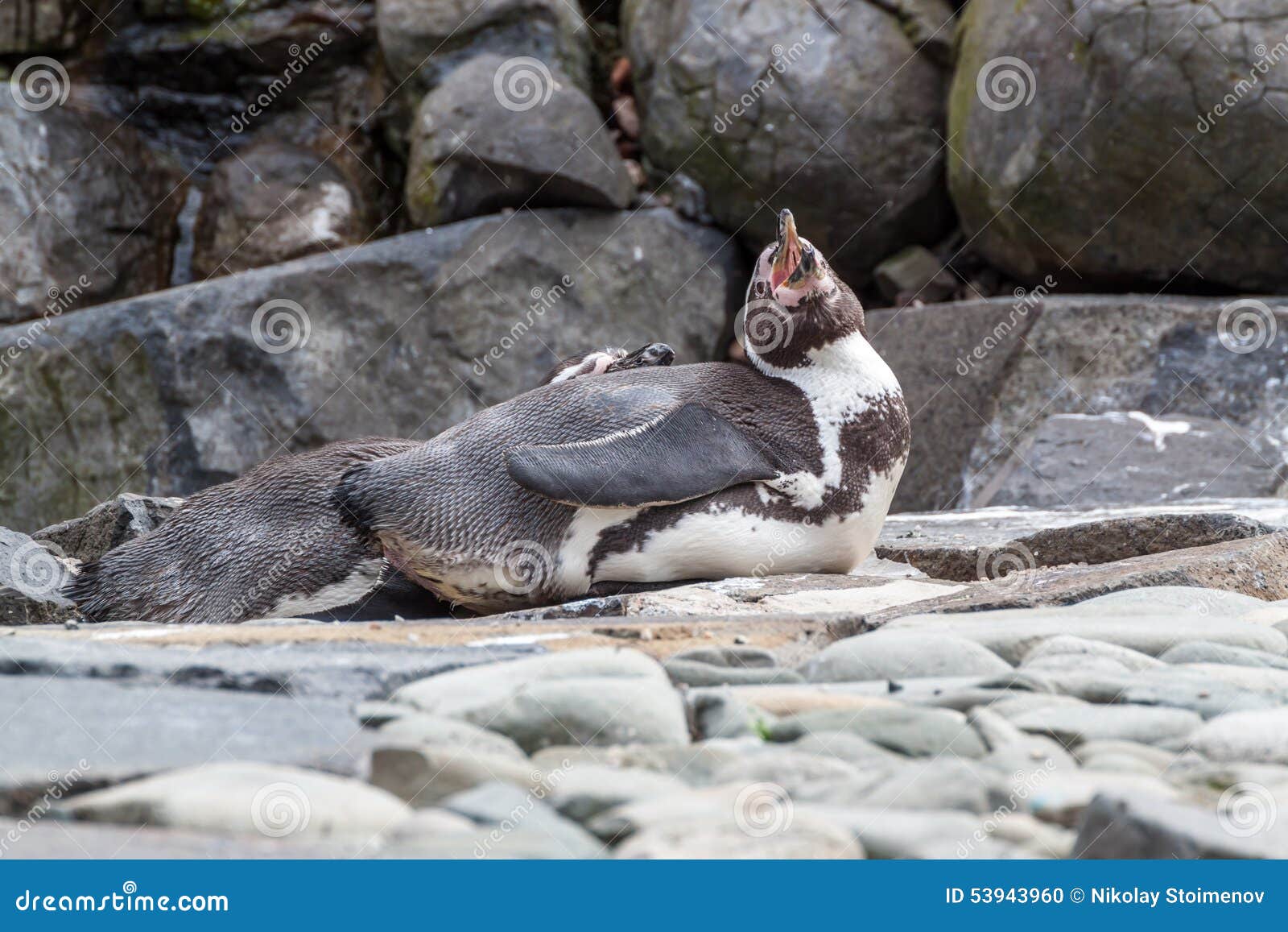 Lying penguin stock photo. Image of species, black, water - 53943960