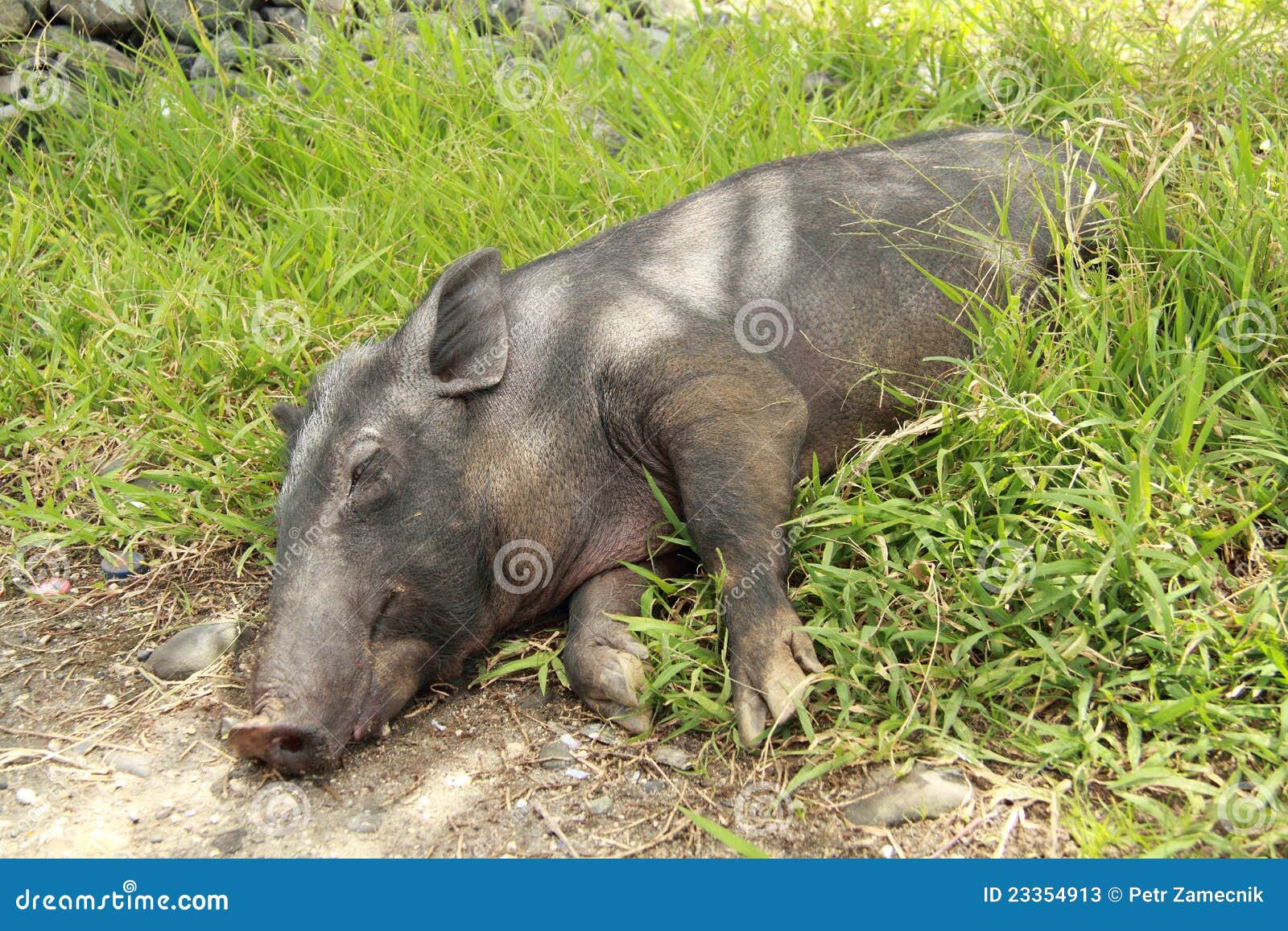 Lying pig stock image. Image of boar, grass, lying, green - 23354913