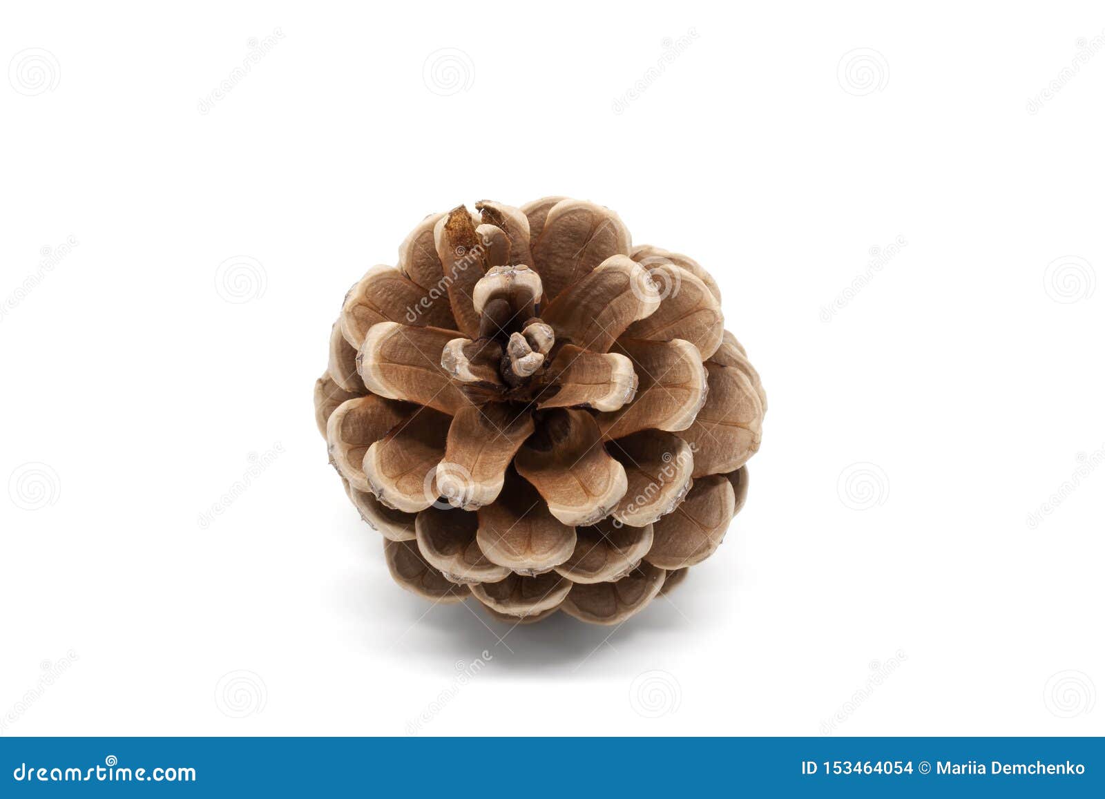 Lying Pine Cone Isolated on White Background Stock Photo - Image of ...