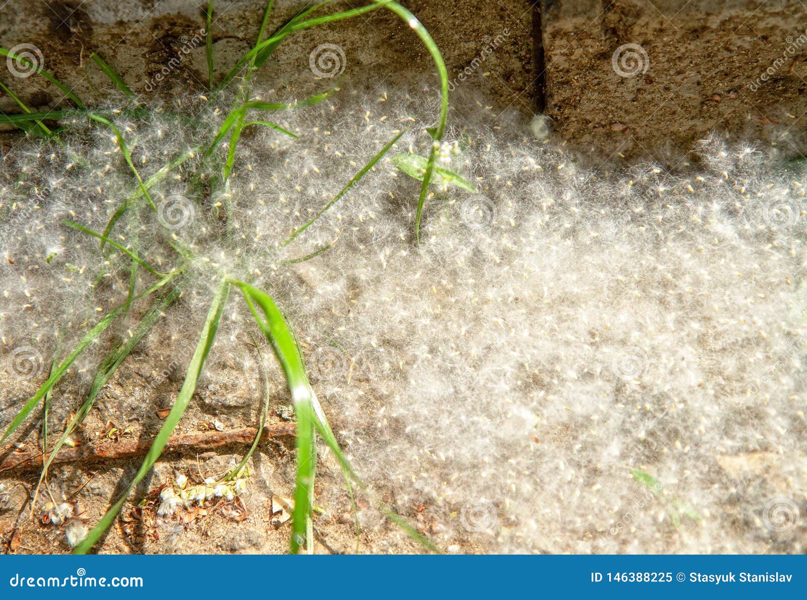 Lying poplar fluff stock image. Image of poplar, concept - 146388225