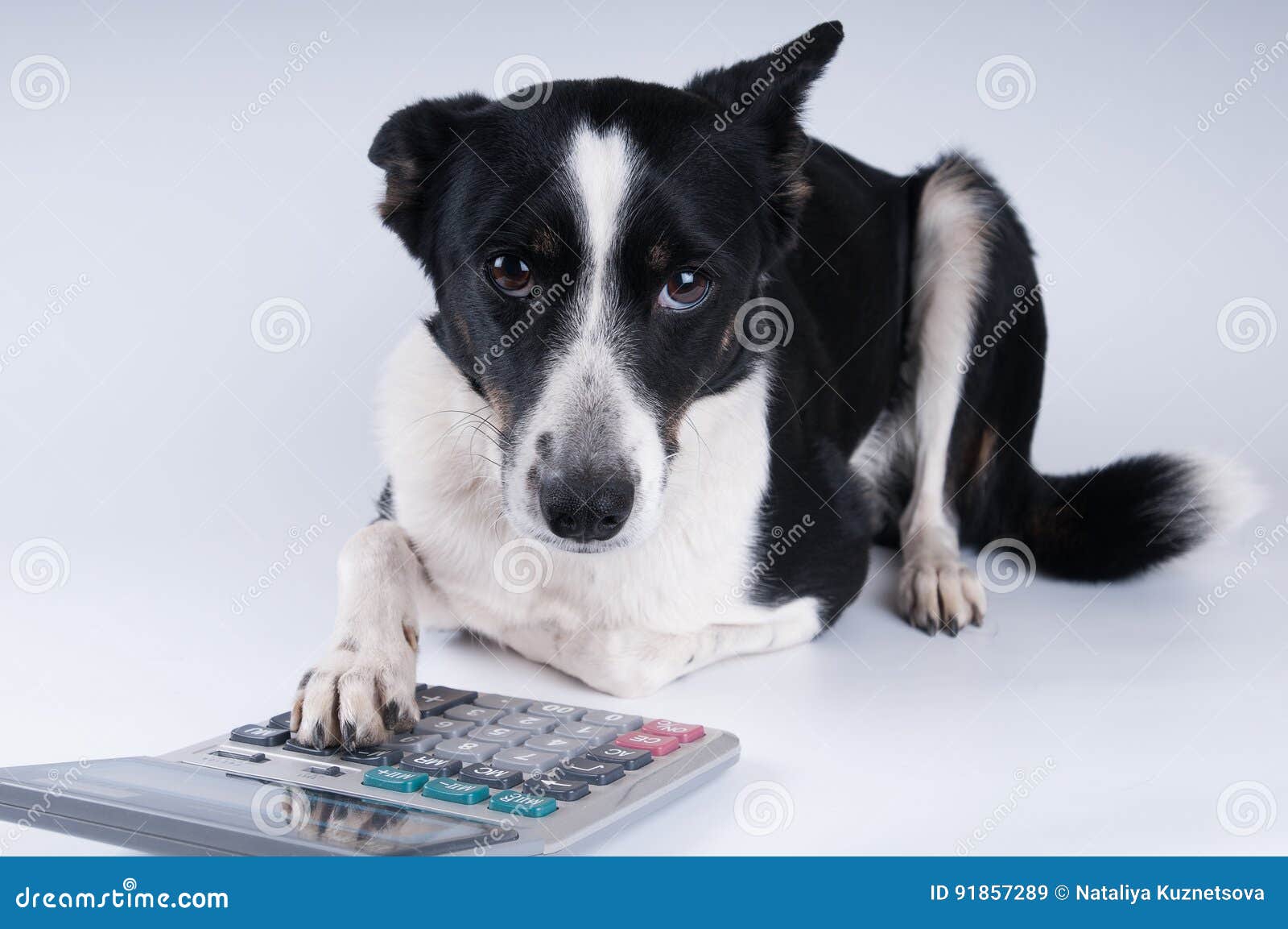 Lying Portrait of Dog with Calculator Stock Image - Image of count ...