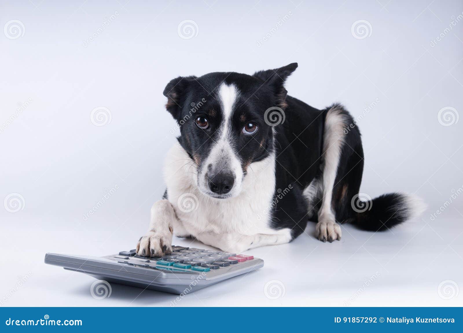 Lying Portrait of Dog with Calculator Stock Photo - Image of camera ...