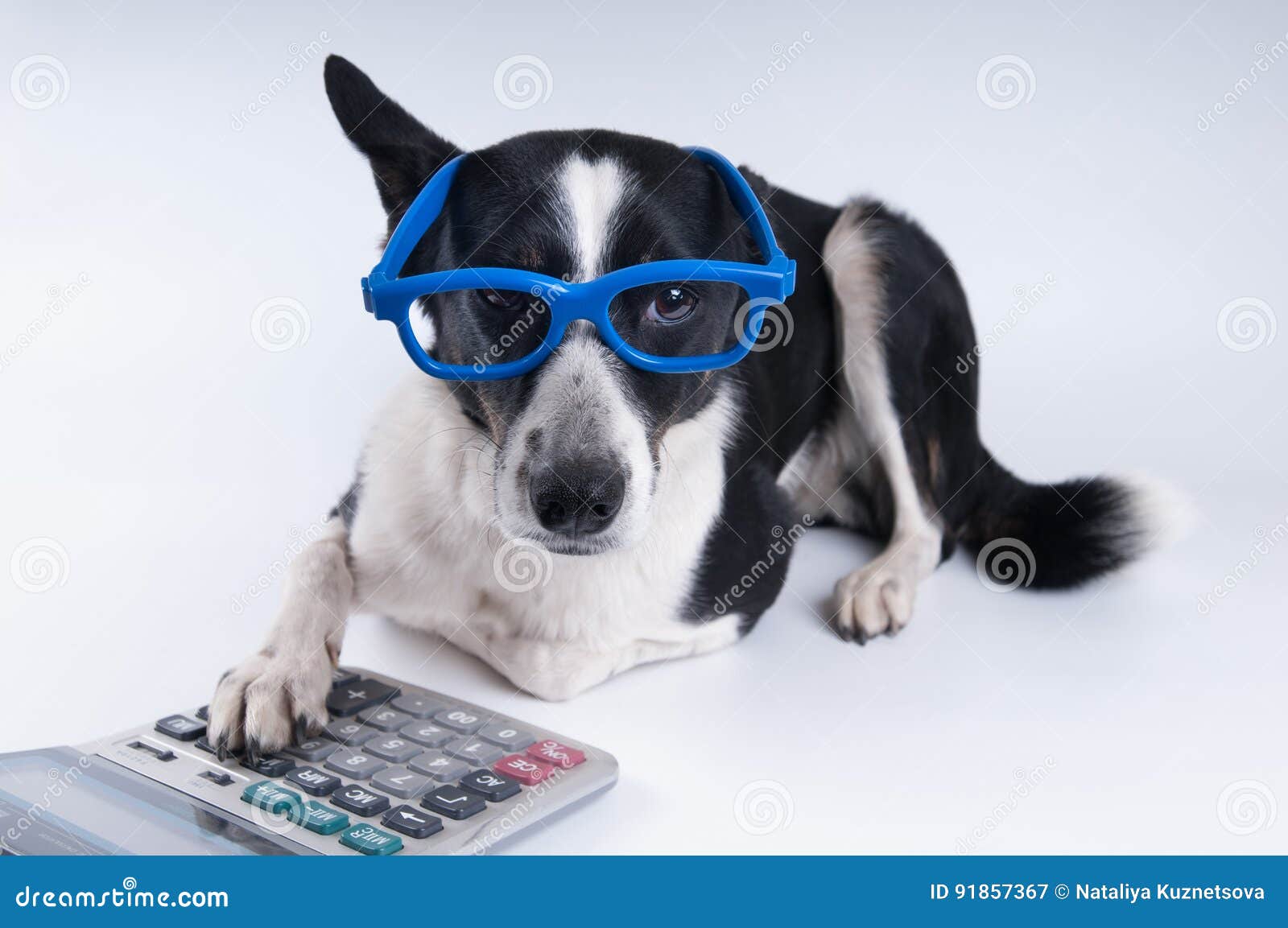 Lying Portrait of Dog with Calculator Stock Image - Image of mixed ...