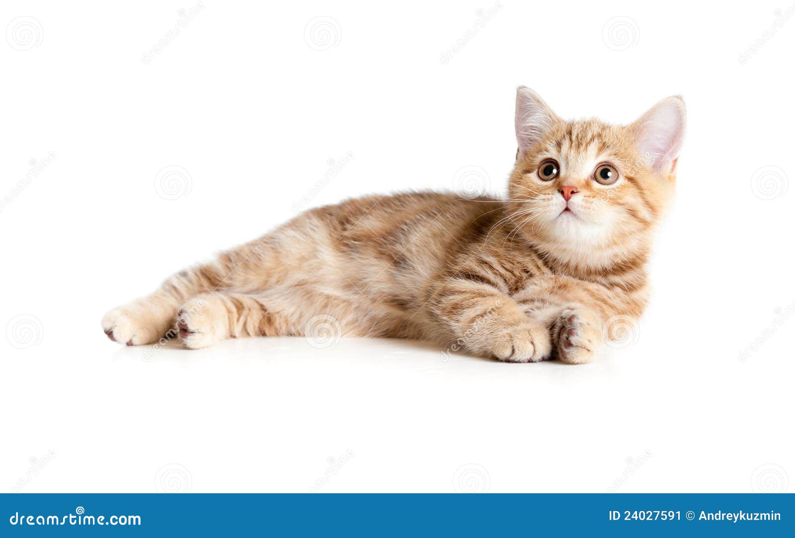 Lying Pretty British Tabby Kitten Stock Image - Image of studio ...