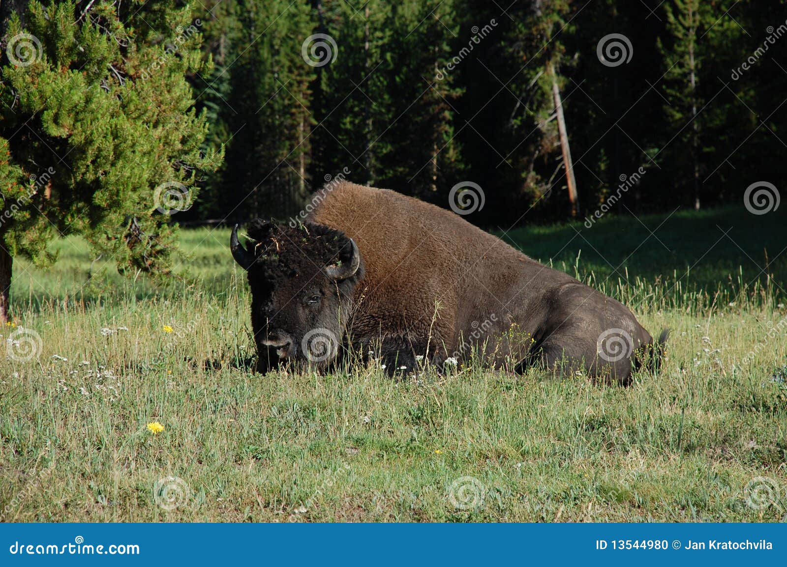Lying Resting Buffalo (bison) on Ground Stock Photo - Image of outdoors ...