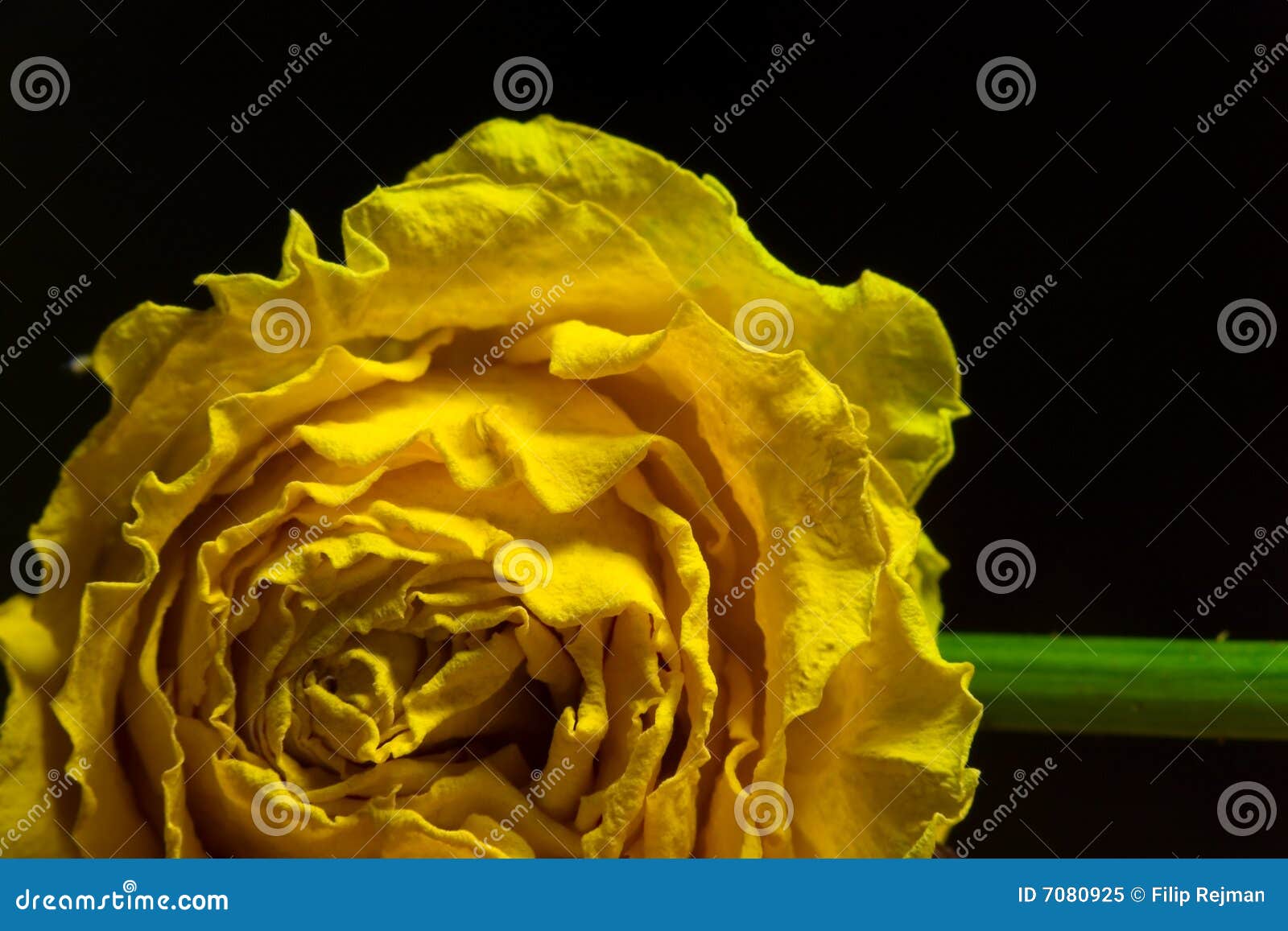 The Lying Rose stock image. Image of background, color - 7080925