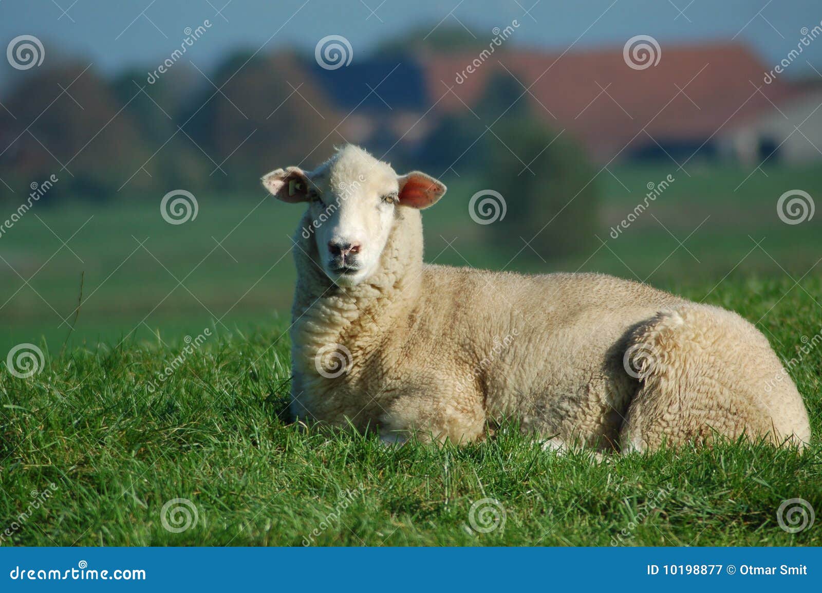 Lying Sheep Royalty Free Stock Photography - Image: 10198877