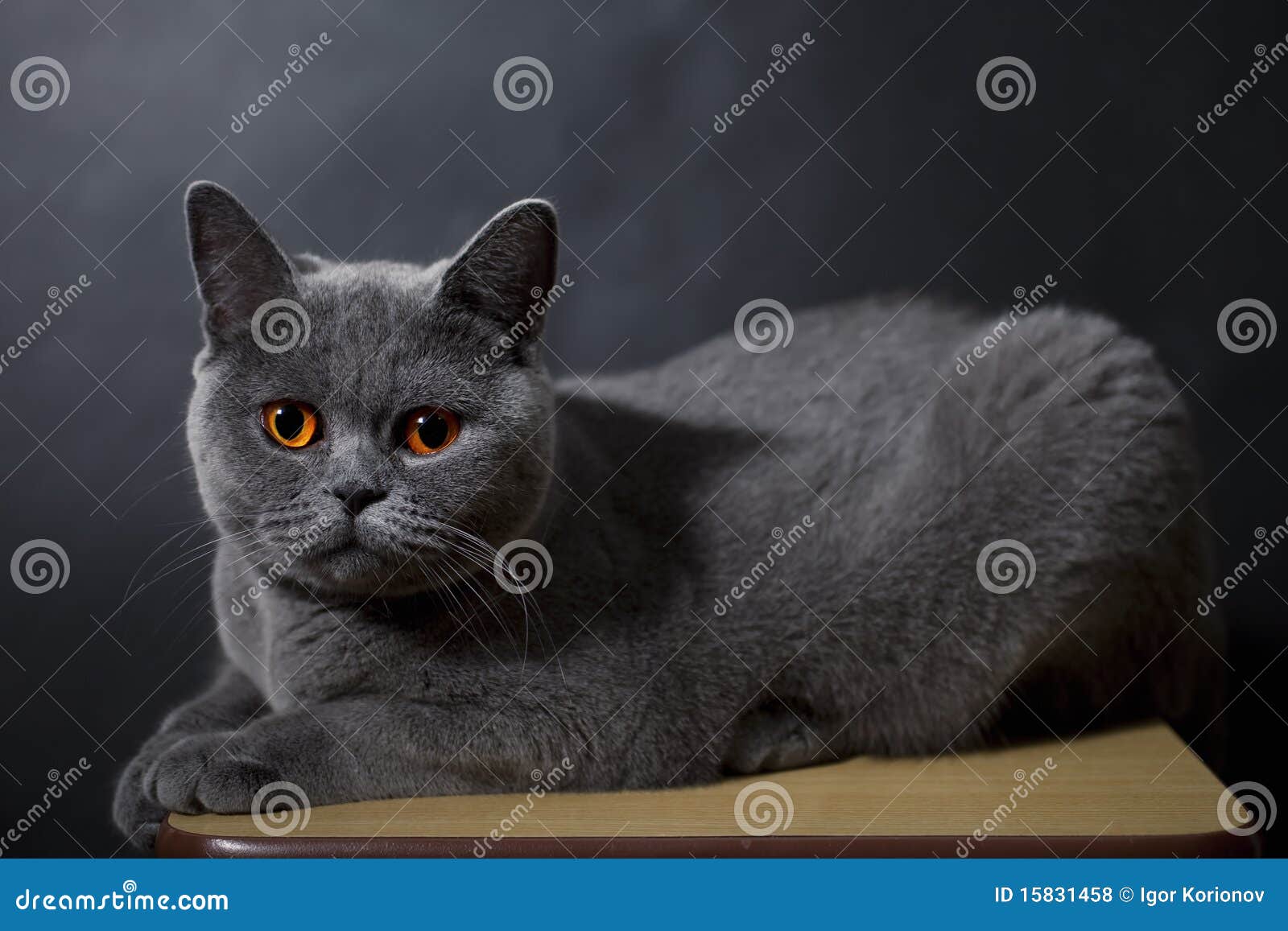 Lying silver British cat stock photo. Image of shorthair - 15831458