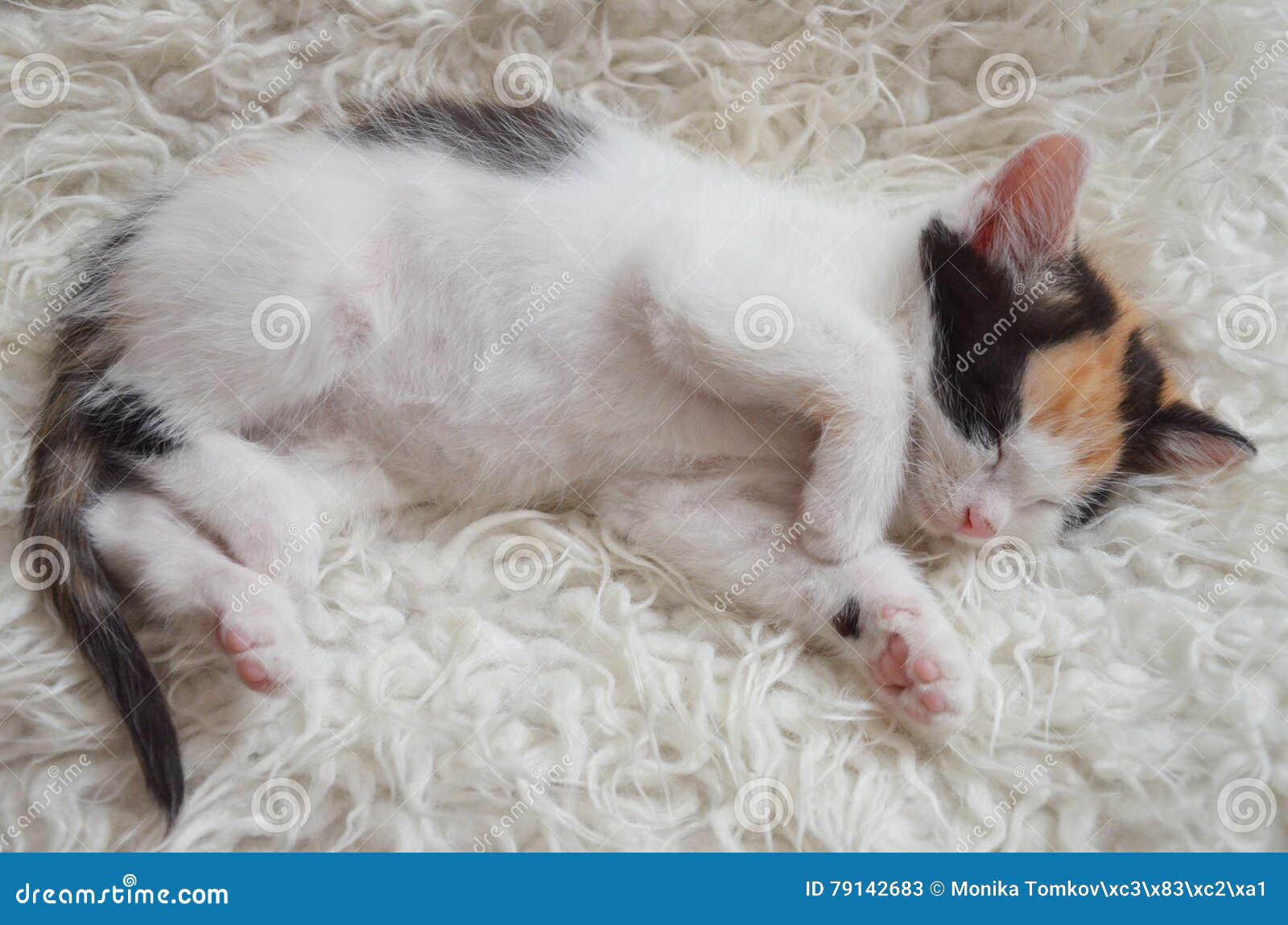 Lying sleeping kitten stock image. Image of sleeping - 79142683