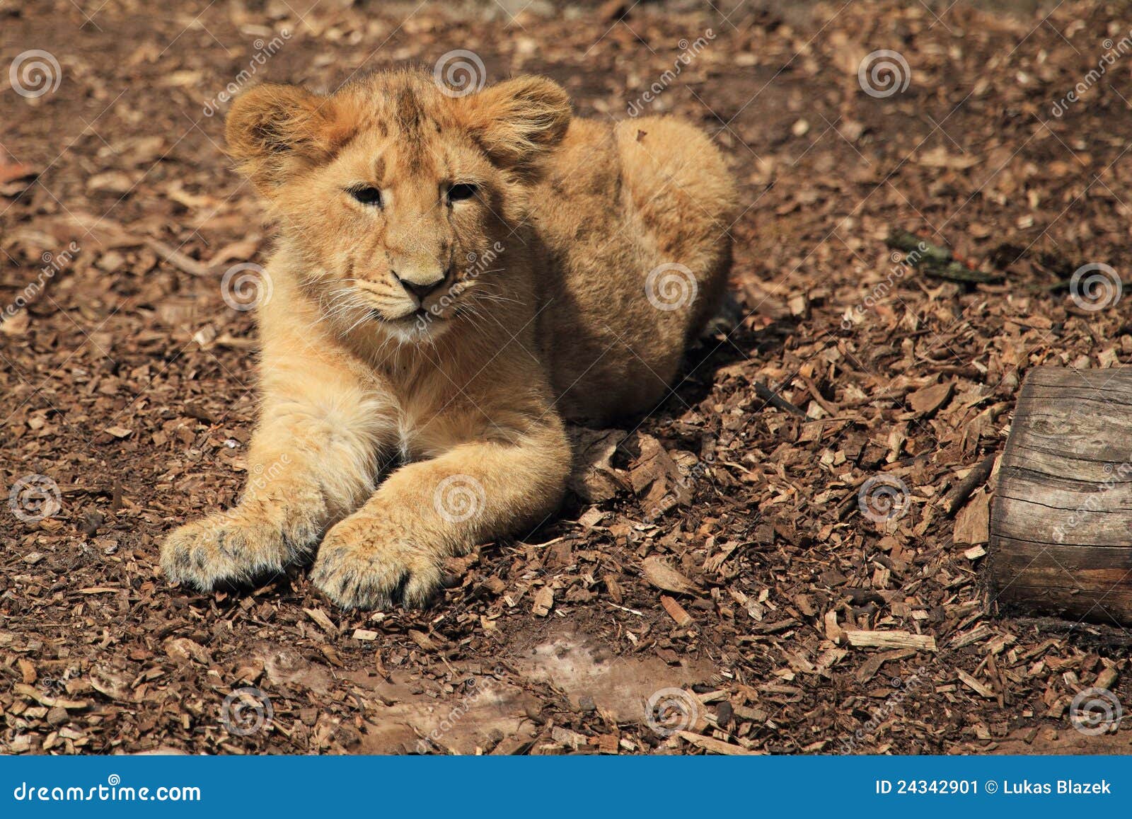 Lying small lion stock image. Image of soil, lying, small - 24342901