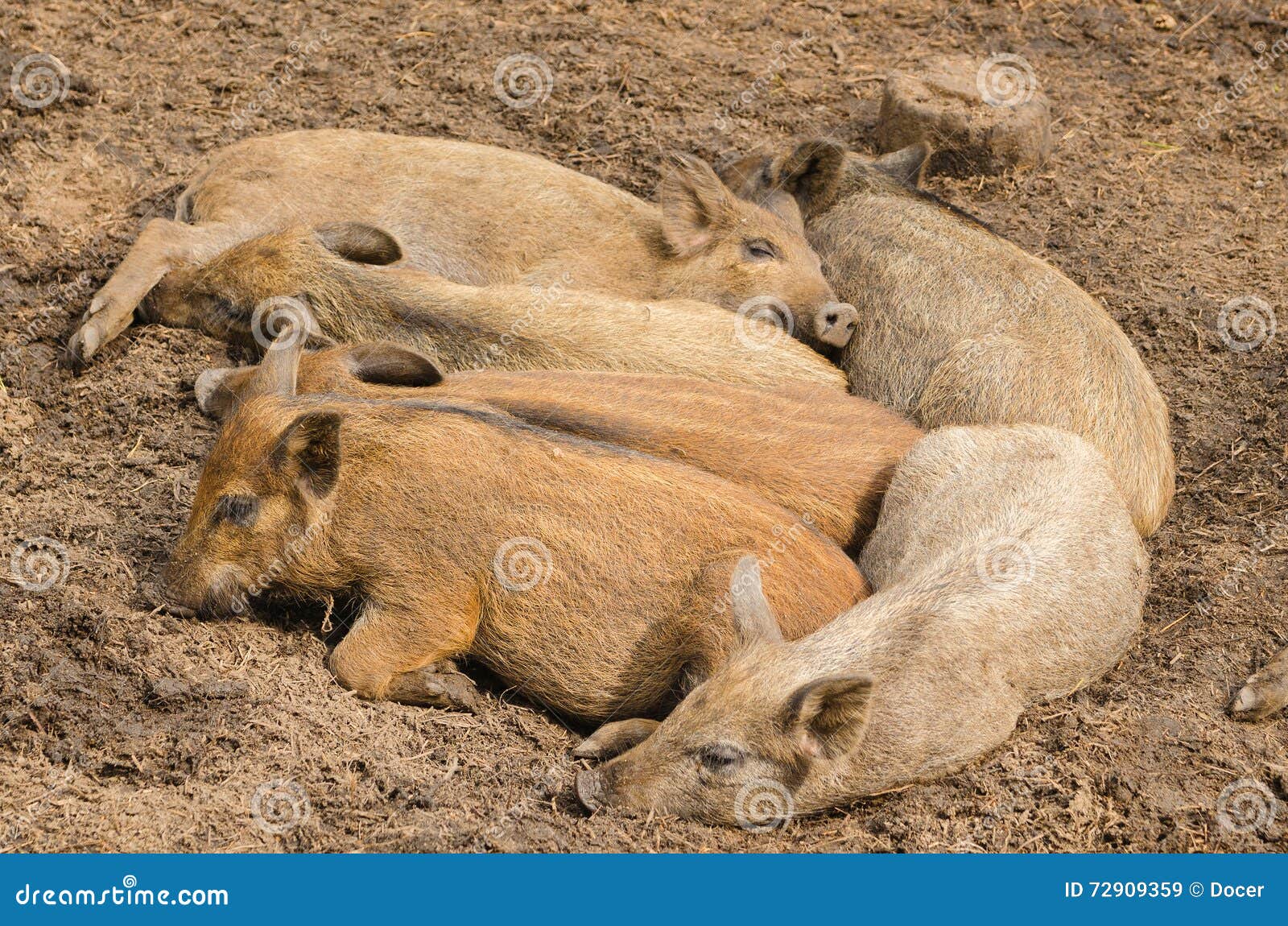 Lying small wild pigs stock image. Image of lying, resting - 72909359