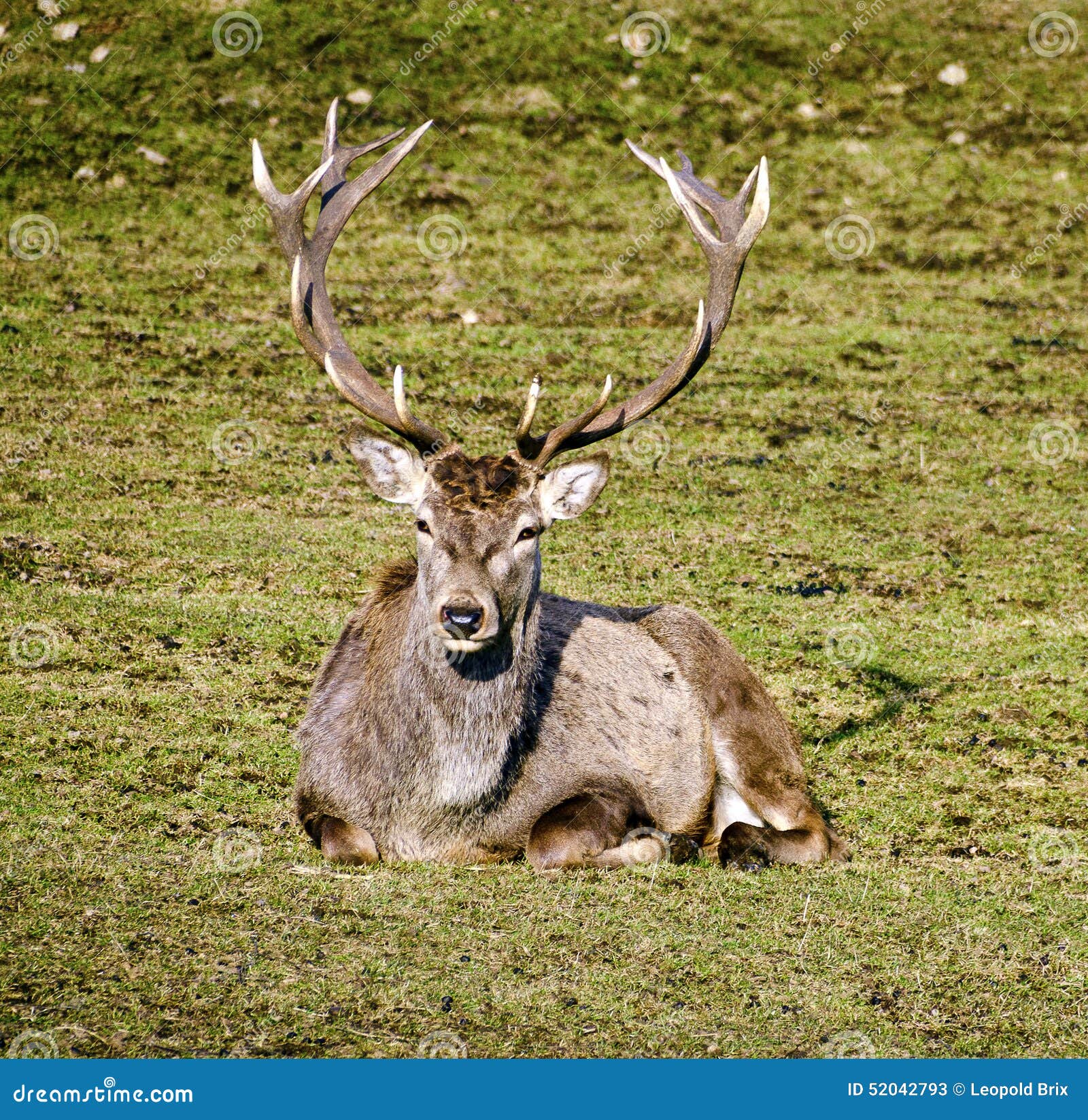 Lying Stag with Big Antlers Stock Image - Image of rest, stag: 52042793